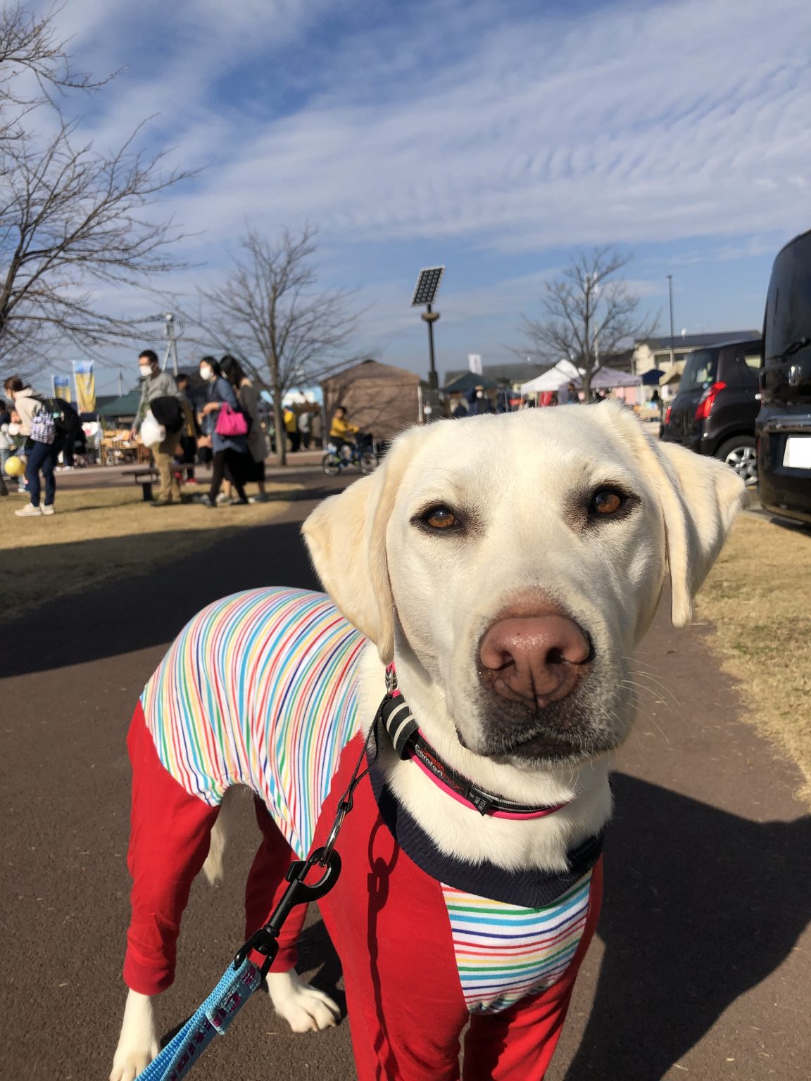 「chitoka」自家製の小麦と野菜。姉妹2人のキッチンカー。＠大田原市（はちまるBioマルシェ） | 農政部職員ブログ「栃木のうんまいもの食べ歩き」