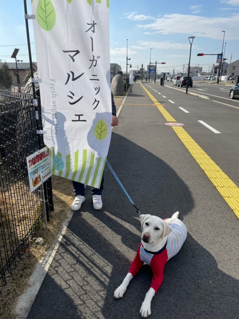 「chitoka」自家製の小麦と野菜。姉妹2人のキッチンカー。＠大田原市（はちまるBioマルシェ） | 農政部職員ブログ「栃木のうんまいもの食べ歩き」